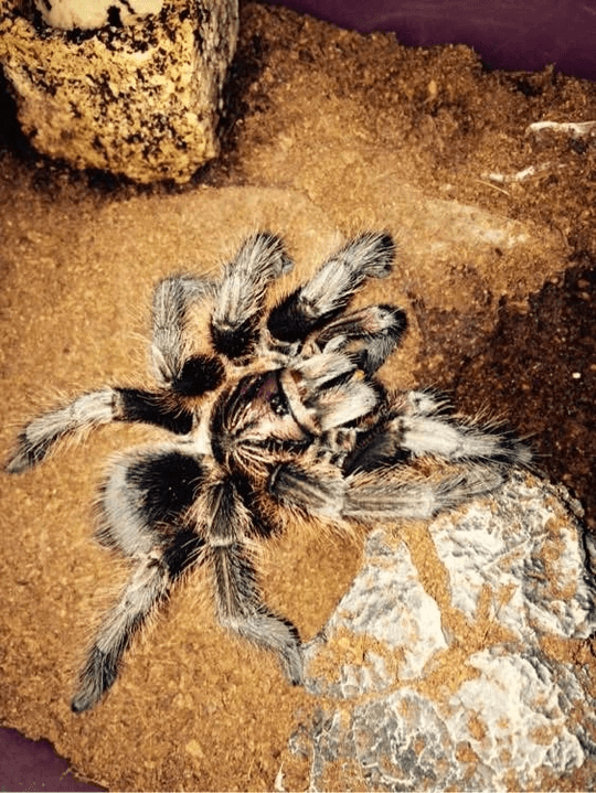 Phormictopus cancerides (Hispaniolan giant) for sale - HappyForestStore