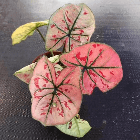 Caladium Thai Beauty - HappyForestStore