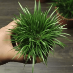 Acorus gramineus short leaves x 2 - HappyForestStore