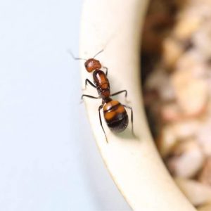 Messor cephalotes - Giant African Harvester Ant for sale - HappyForestStore