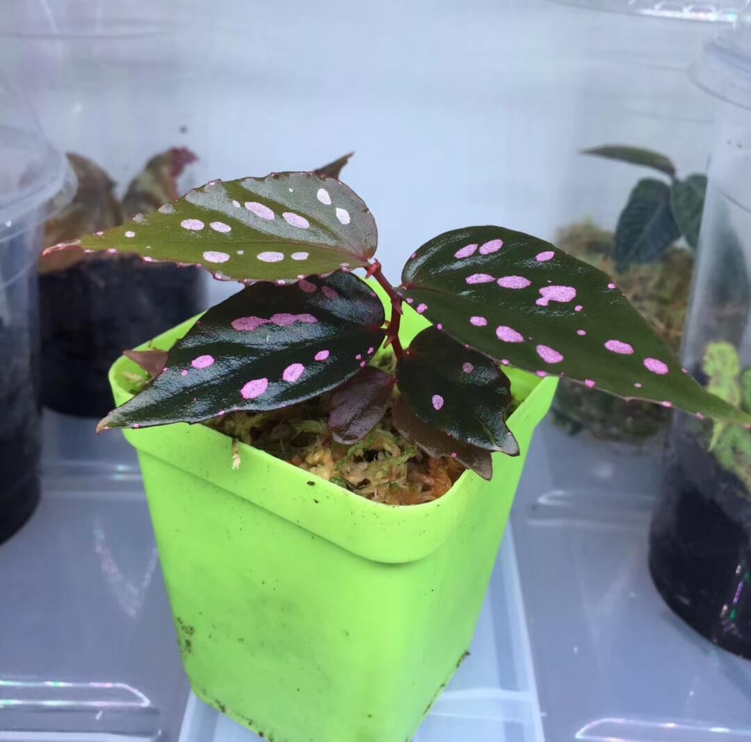 Begonia amidalae for Sale - HappyForestStore