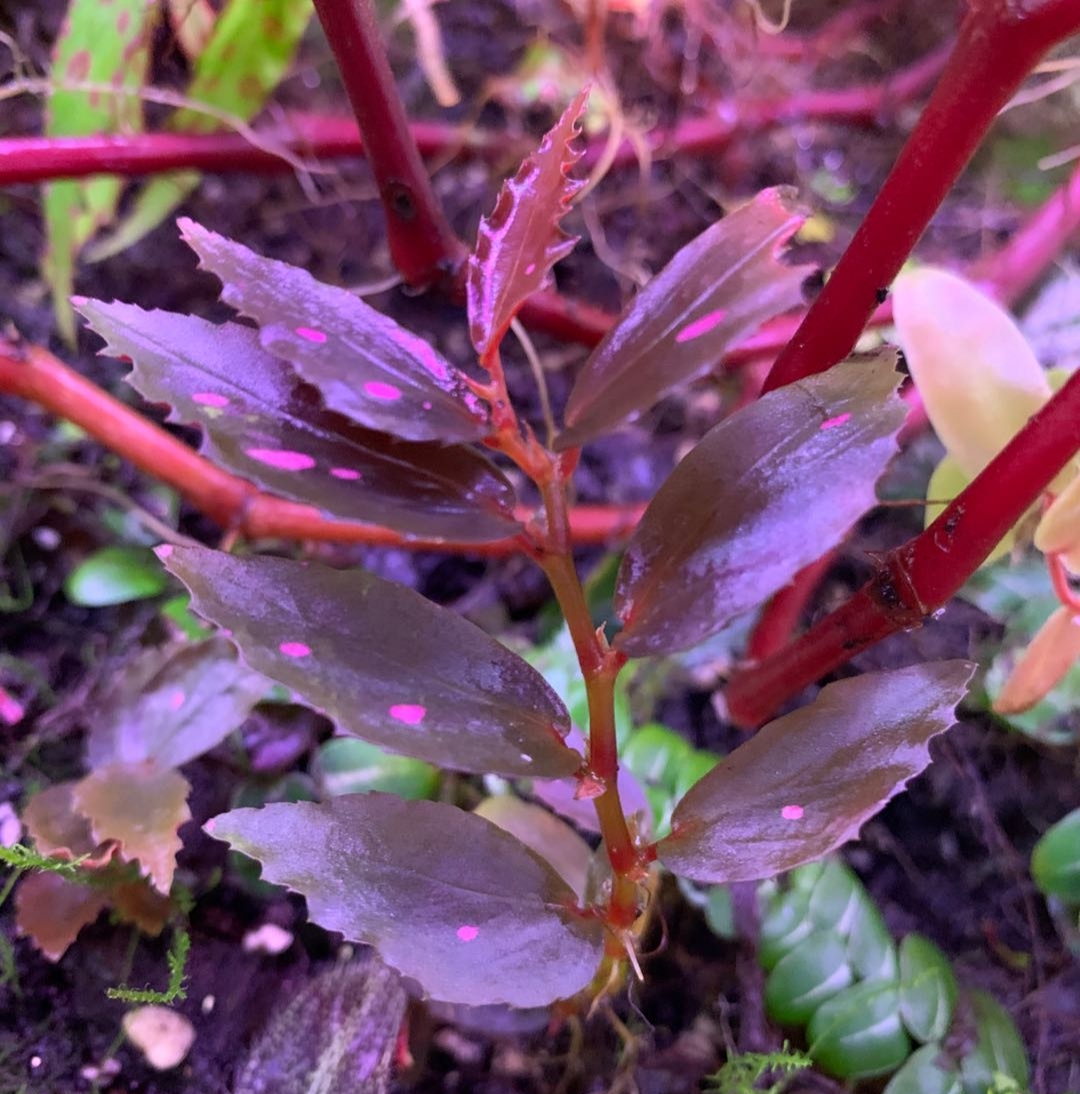 Begonia sp julau (Thin Leaf) for Sale - HappyForestStore