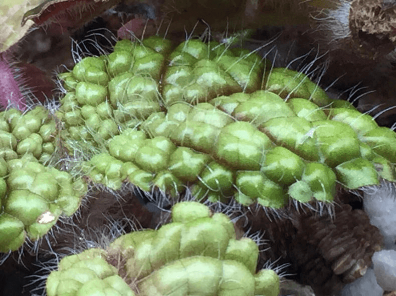 Gesneriaceae sp Bumpy leaf for Sale - HappyForestStore