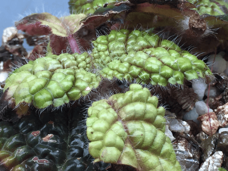 Gesneriaceae sp Bumpy leaf for Sale - HappyForestStore