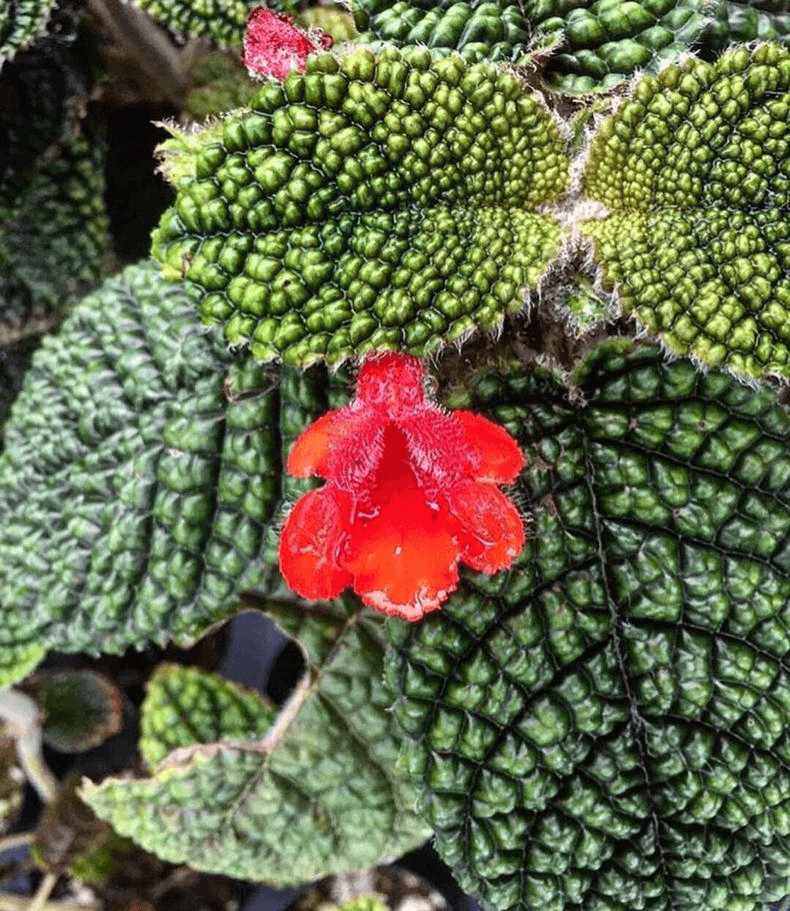 Gesneriaceae sp Bumpy leaf for Sale - HappyForestStore
