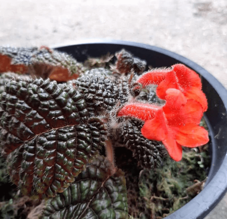 Gesneriaceae sp Bumpy leaf for Sale - HappyForestStore