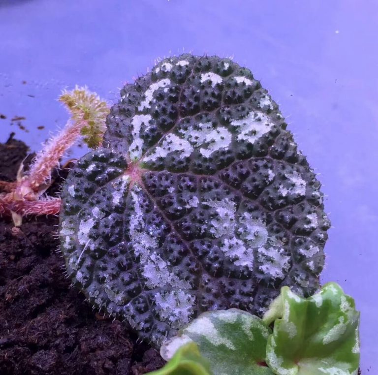 Begonia baramensis for Sale - HappyForestStore
