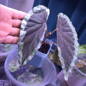 Exotic Plants, Tarantula Shop - HappyForestStore