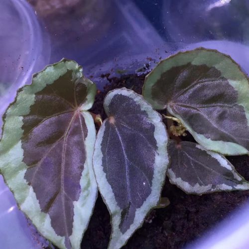 Begonia for Sale - Page 2 of 20 - HappyForestStore