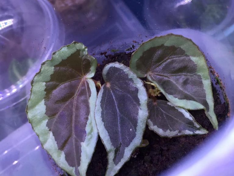 Begonia baramensis for Sale - HappyForestStore