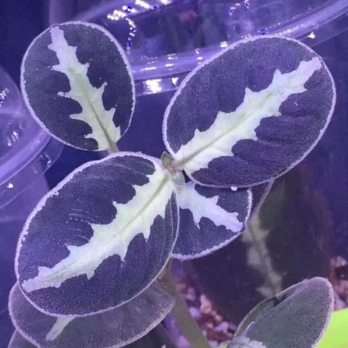 Exotic Plants, Tarantula Shop - HappyForestStore