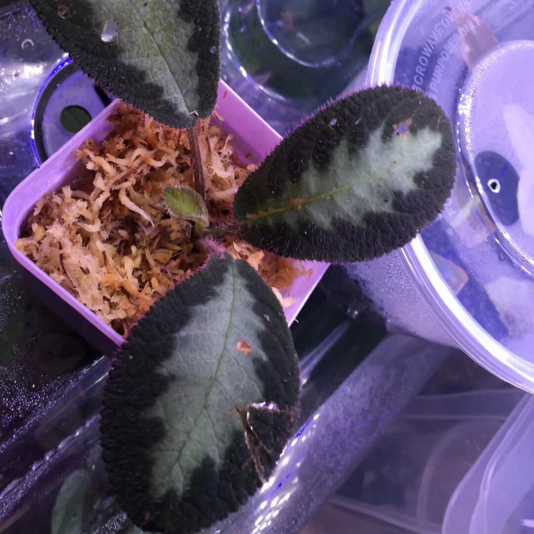 Gesneriaceae sp Lingga for Sale - HappyForestStore