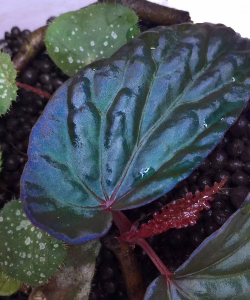 Begonia sp metallic blue Sarawak for Sale - HappyForestStore