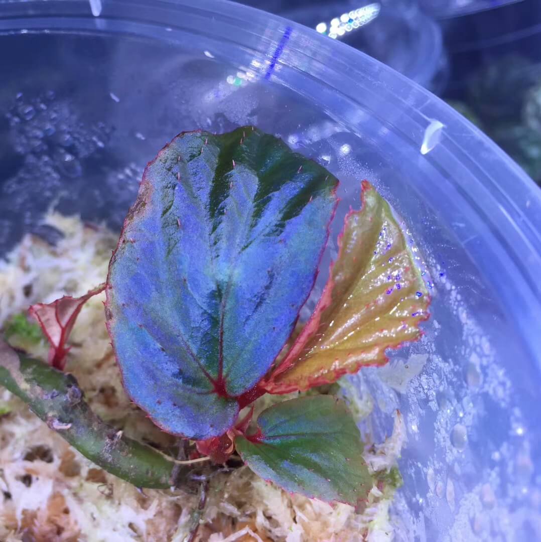 Begonia sp metallic blue Sarawak for Sale - HappyForestStore