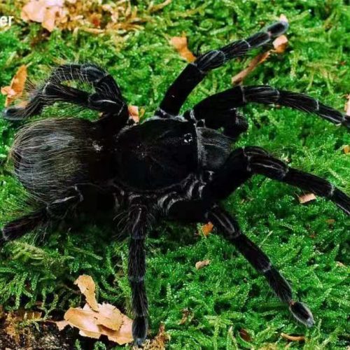 Avicularia purpurea (Purple Pinktoe Tarantula) - HappyForestStore