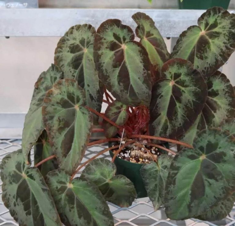 Begonia burkillii for Sale - HappyForestStore