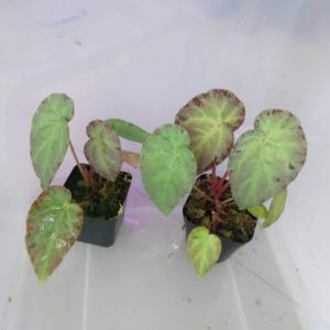 Begonia for Sale - Page 2 of 20 - HappyForestStore