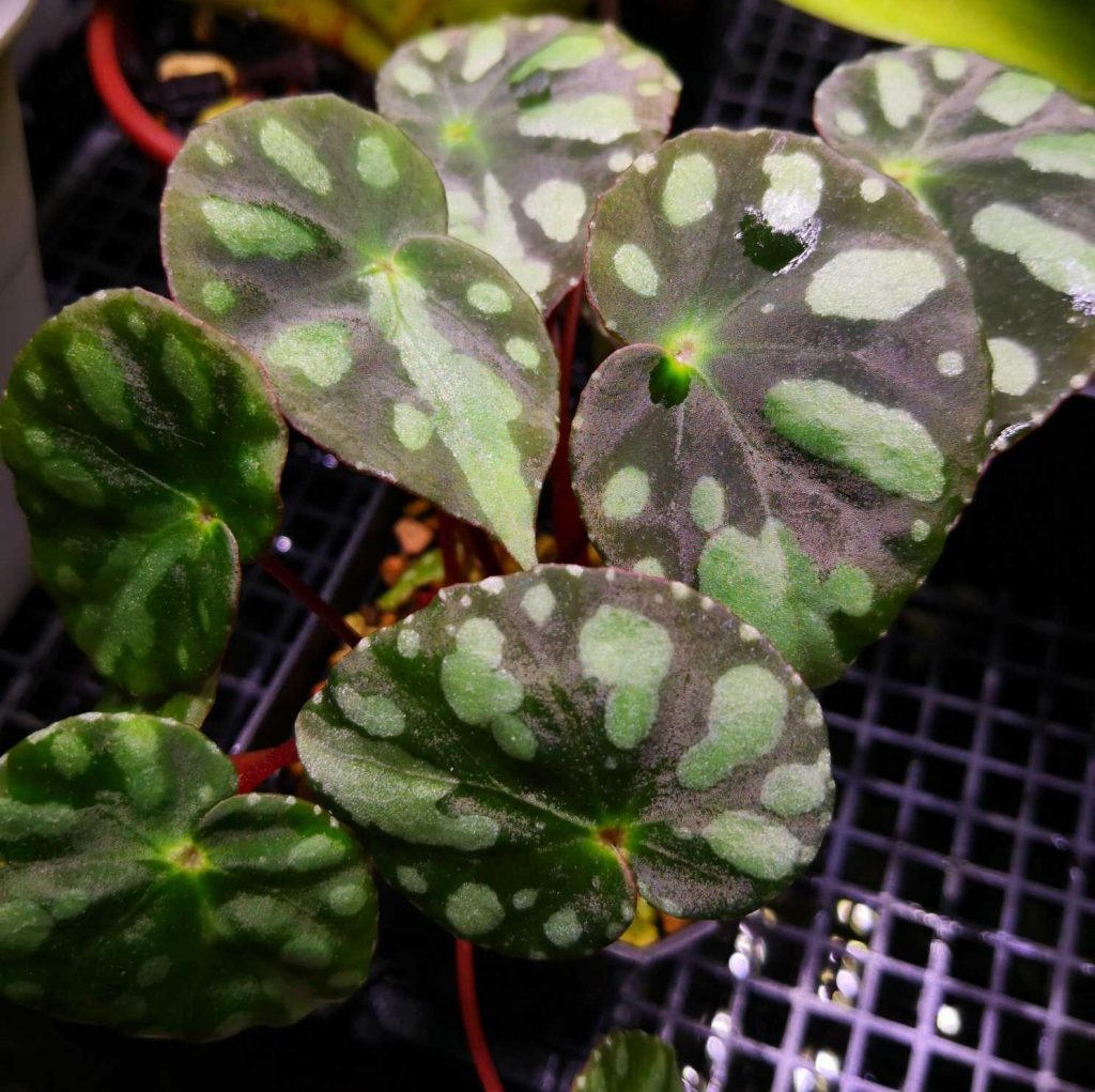 Begonia burkillii for Sale - HappyForestStore