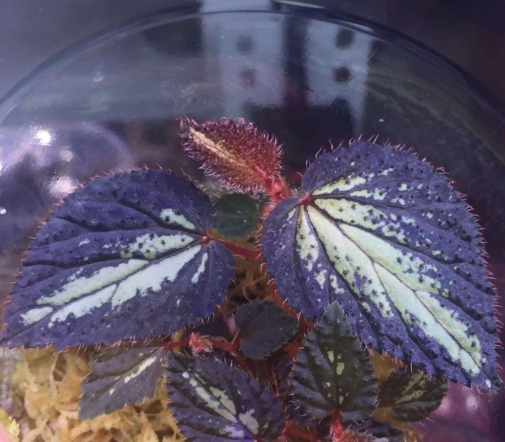 Begonia sp Blue for Sale - HappyForestStore