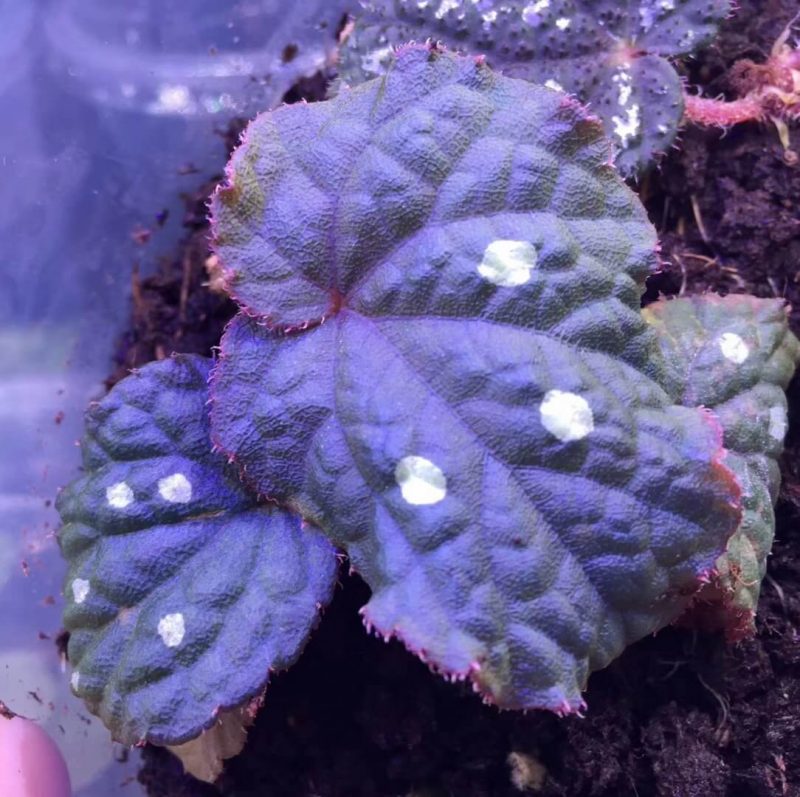 Begonia variabilis brown for Sale - HappyForest