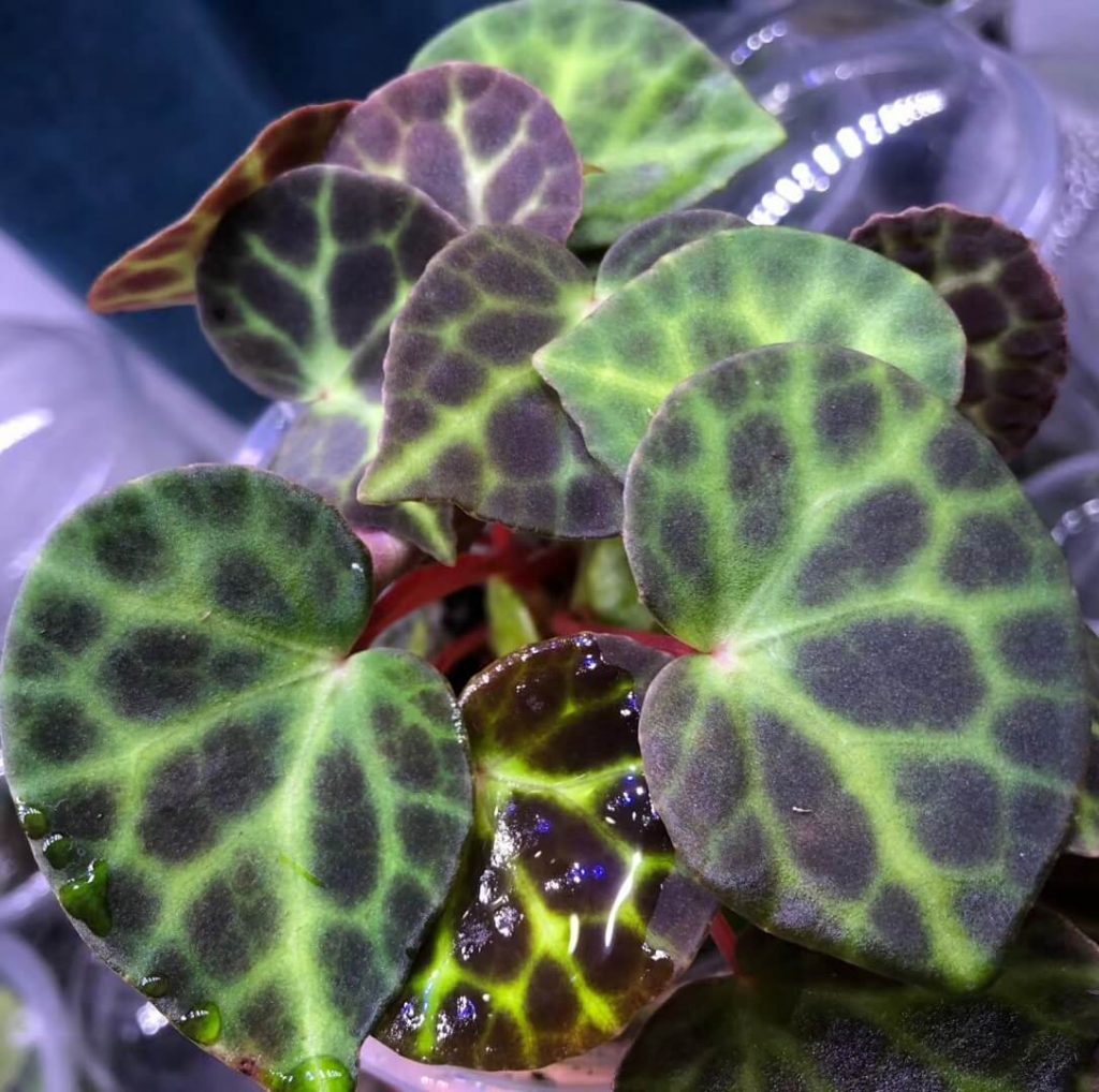 Begonia amidalae for Sale - HappyForestStore