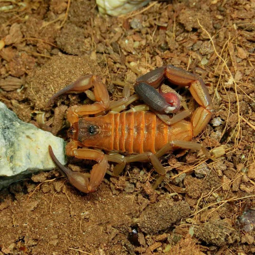 Androctonus australis (Fat tailed scorpion) for sale - HappyForestStore