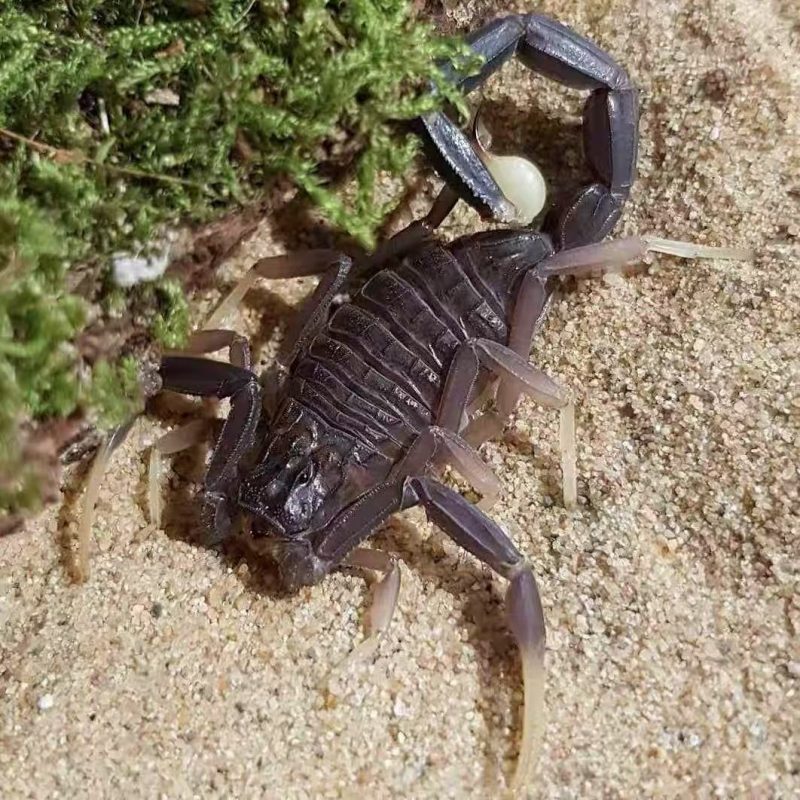 Leiurus jordanensis - Black Deathstalker Scorpion - HappyForestStore