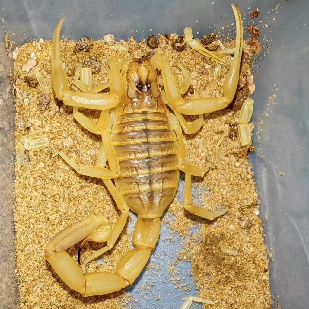 Scorpions for Sale - Page 3 of 5 - HappyForestStore