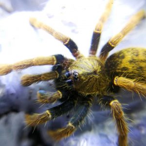 Holothele longipes (Trinidad Pink Tarantula) for sale - HappyForestStore