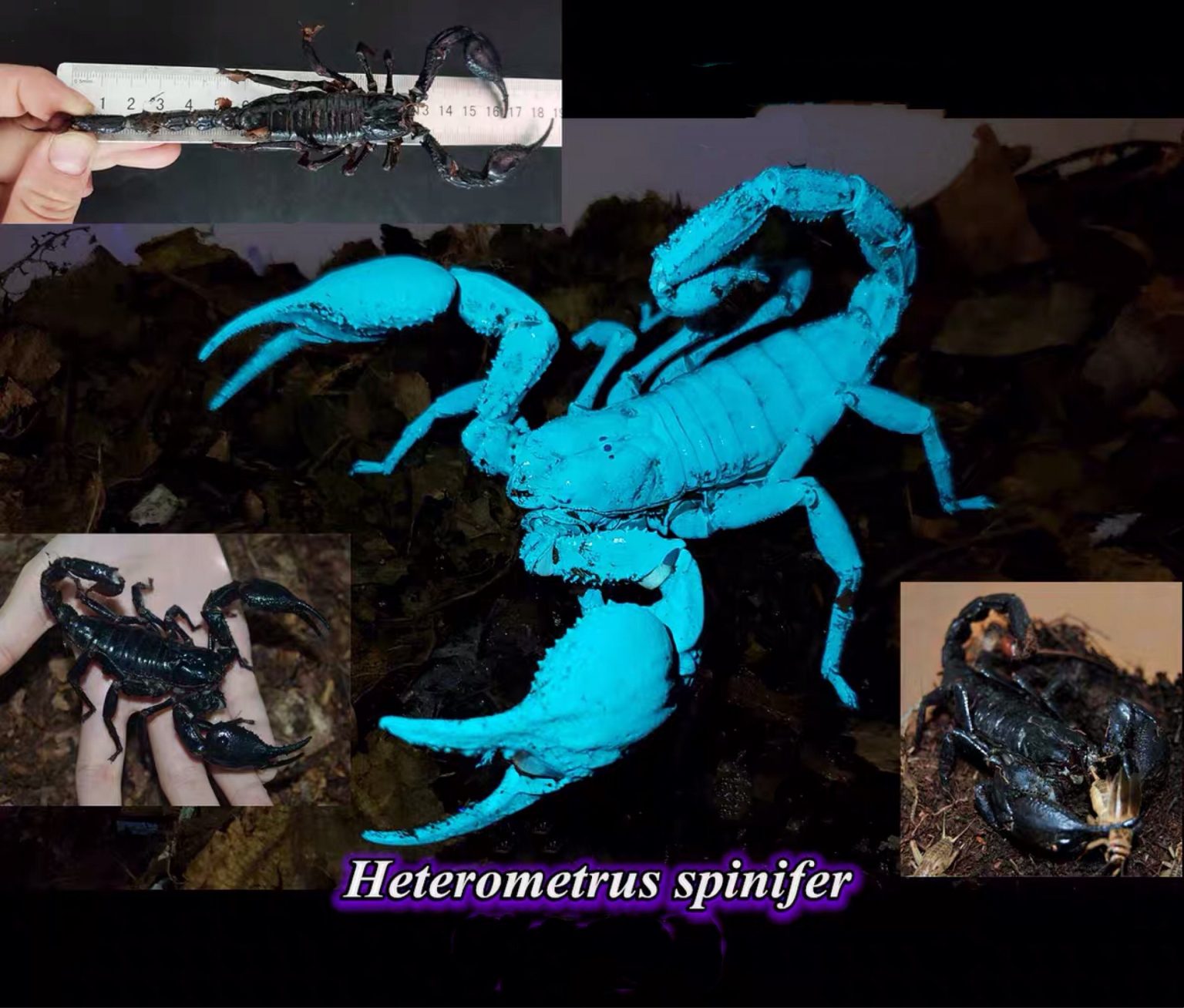 Heterometrus spinifer Scorpion for sale - HappyForestStore