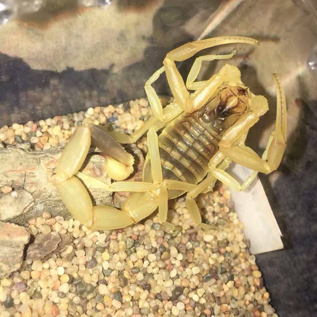Yellow Fat-tailed Scorpion (Androctonus australis Tunesien) for sale ...