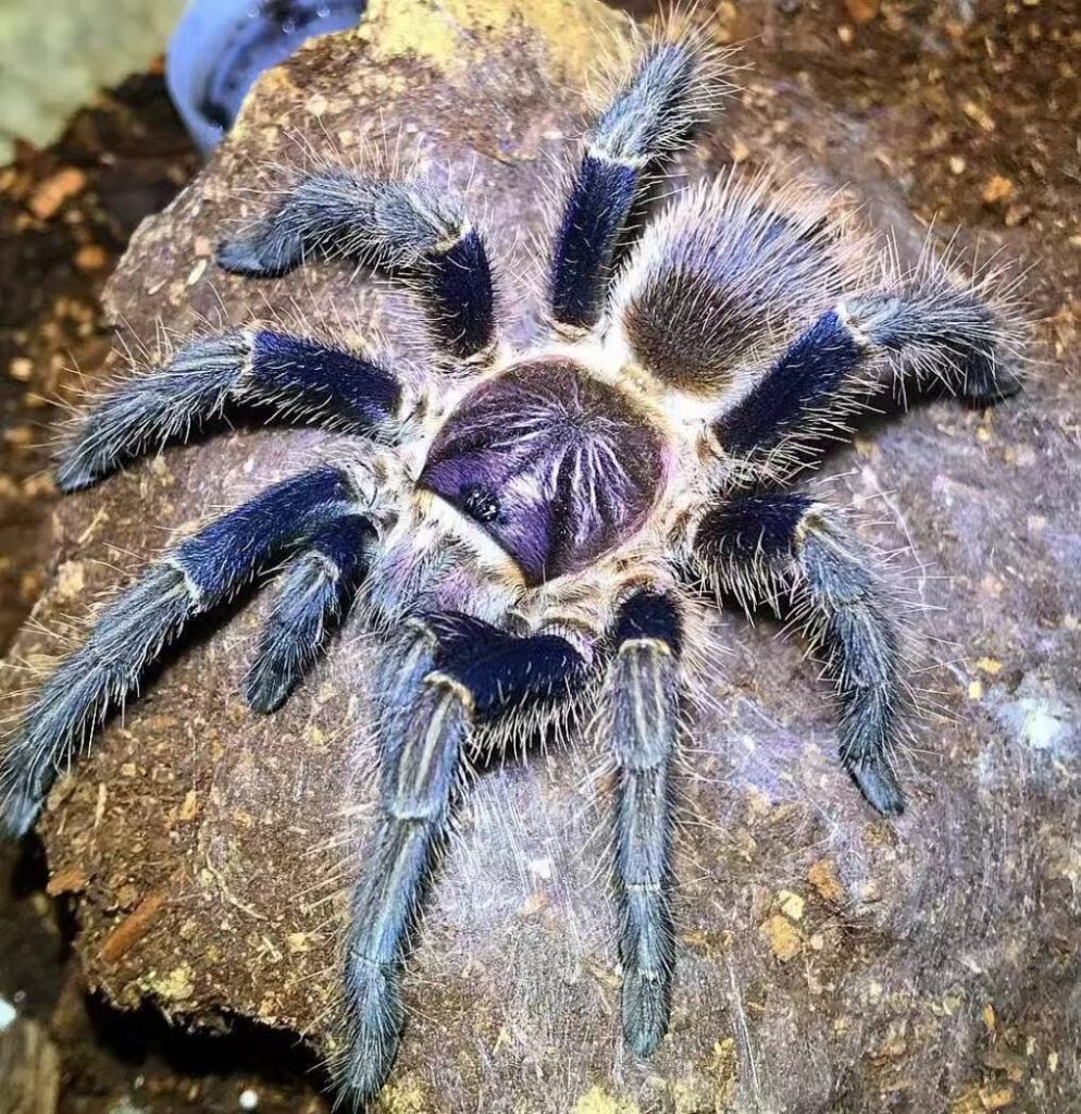 Phormictopus sp. Hispaniola - Caribbean Emerald Tarantula for sale ...