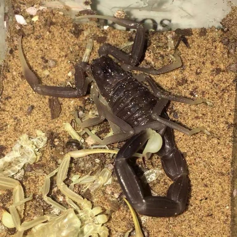 Leiurus jordanensis - Black Deathstalker Scorpion for sale ...