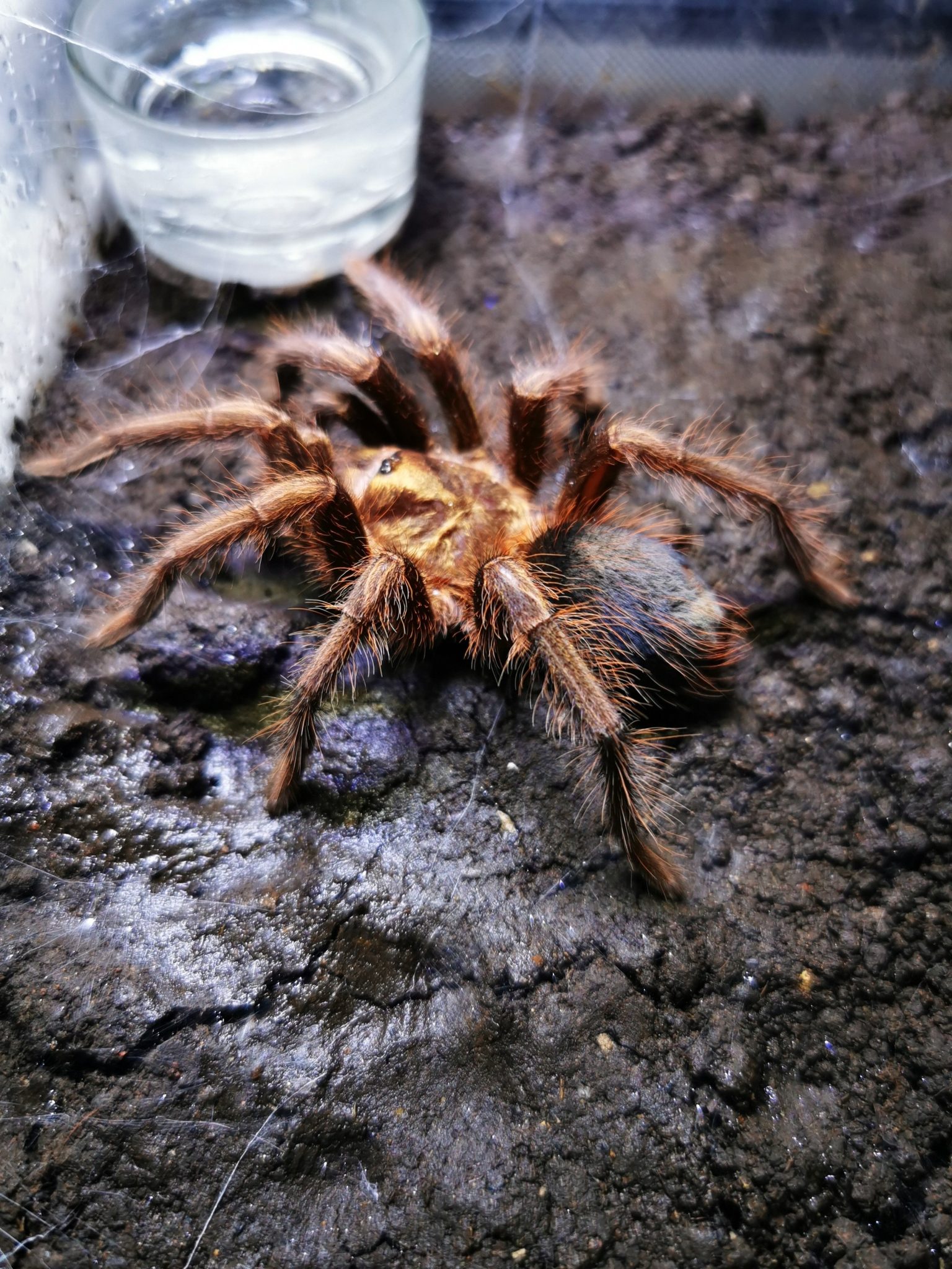 Phormictopus platus (Caribbean Gold tarantula) for sale - HappyForestStore