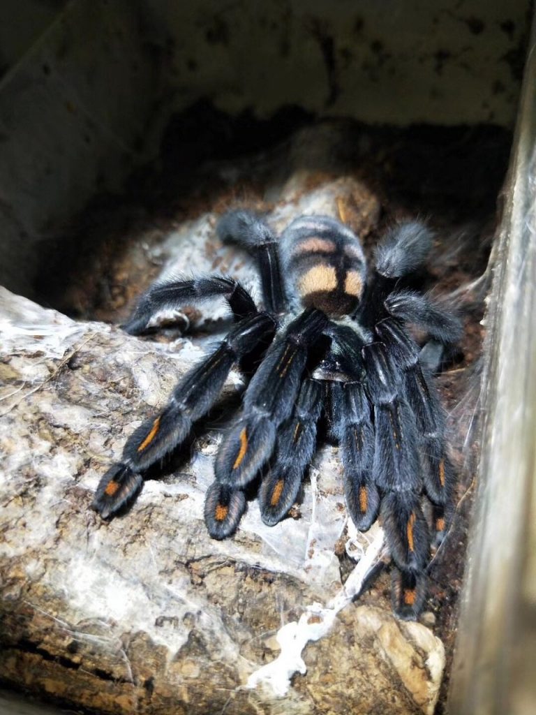 Venezuelan suntiger Tarantula (Psalmopoeus irminia) - HappyForestStore