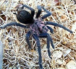 Phormictopus sp. Hispaniola - Caribbean Emerald Tarantula for sale ...