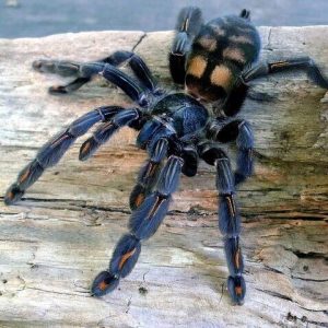 Malaysian blue femur (Psednocnemis brachyramosa) - HappyForestStore