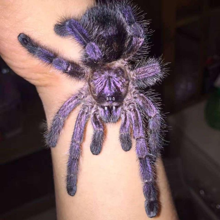 Avicularia purpurea (Purple Pinktoe Tarantula) - HappyForestStore