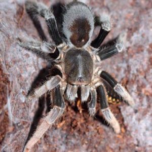 Cyriopagopus sp. Hati Hati - Purple Earth Tiger Tarantula ...
