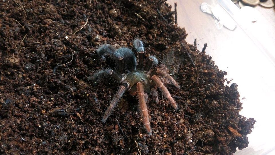 Lyrognathus giannisposatoi for sale - HappyForestStore