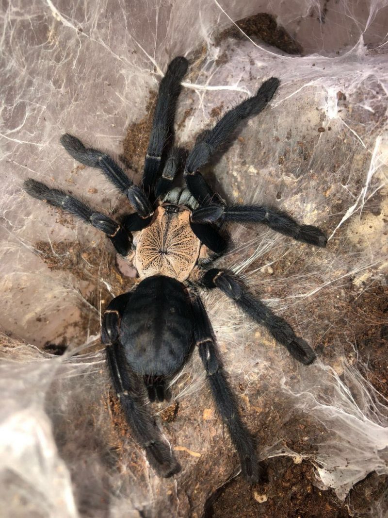 Cyriopagopus sp. Hati Hati - Purple Earth Tiger Tarantula ...