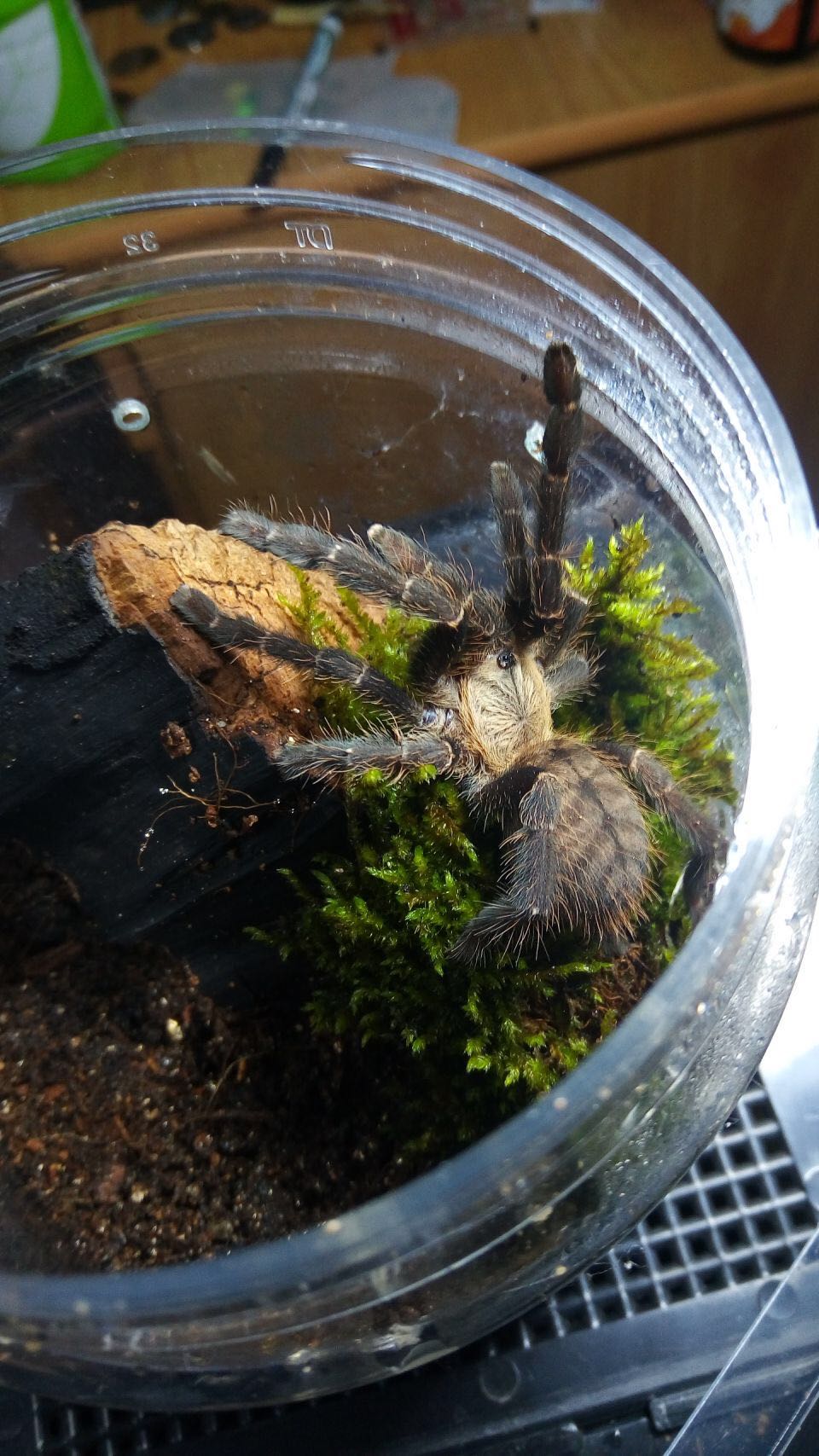 Cyriopagopus sp. Hati Hati - Purple Earth Tiger Tarantula ...