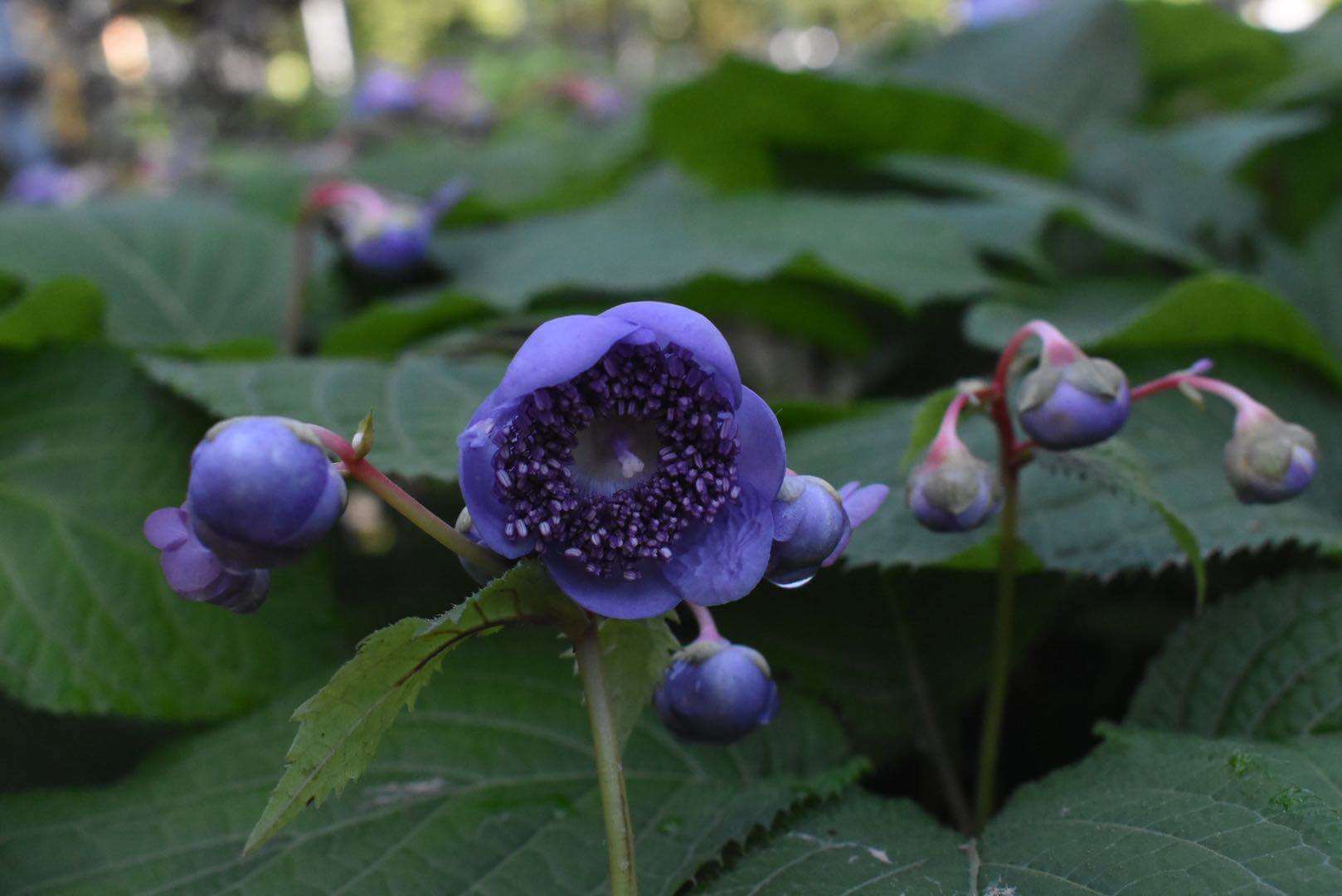 Deinanthe caerulea for Sale - HappyForestStore