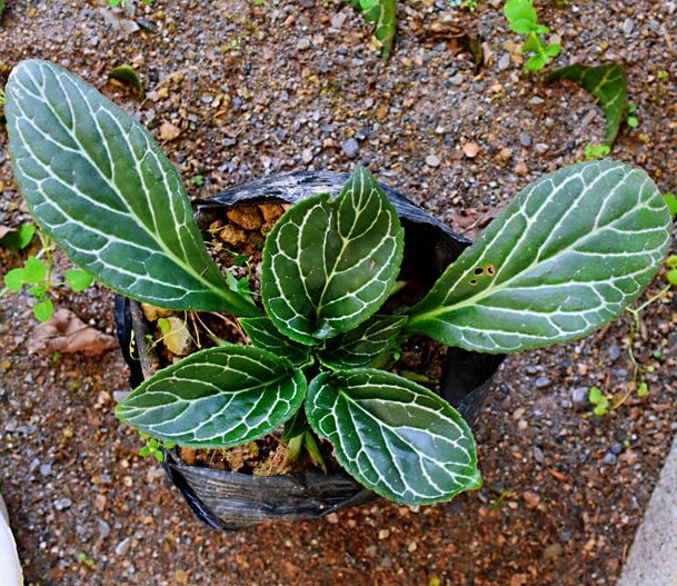 Chirita liboensis for Sale - HappyForestStore