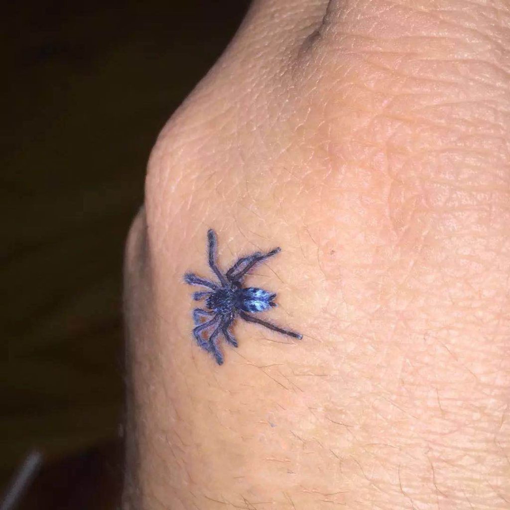 Avicularia laeta (Puerto Rican Pink Toe Tarantula) - HappyForestStore