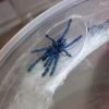 Avicularia laeta (Puerto Rican Pink Toe Tarantula) - HappyForestStore