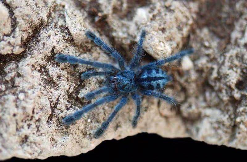 Avicularia laeta (Puerto Rican Pink Toe Tarantula) - HappyForestStore