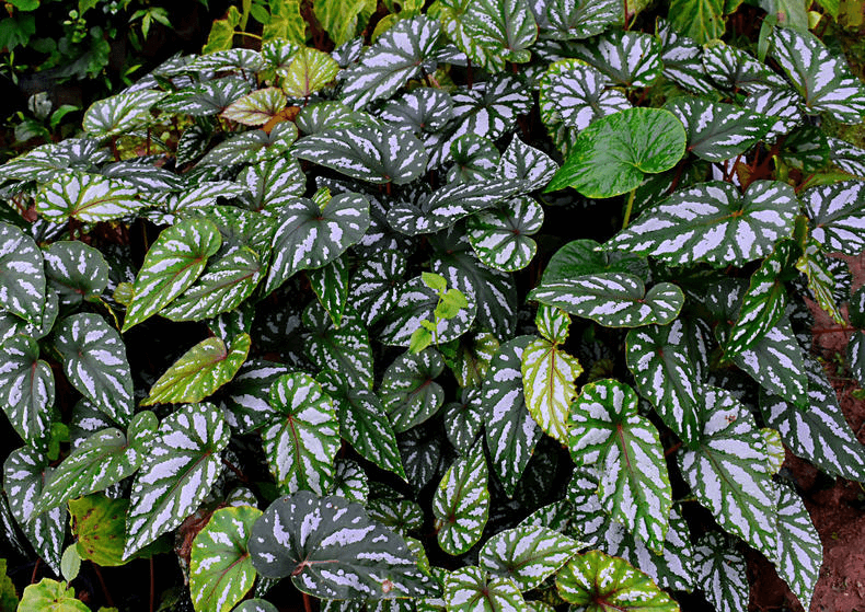 Begonia handelii Irmsch. for Sale - HappyForestStore