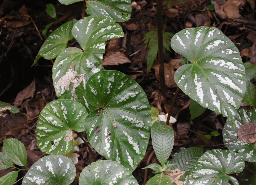 Begonia handelii Irmsch. for Sale - HappyForestStore