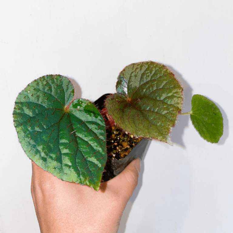 Begonia for Sale - Page 7 of 20 - HappyForestStore